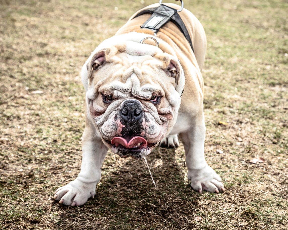 Why Is My Dog Wheezing? What Lakeland Pet Owners Should Know - Parkway ...