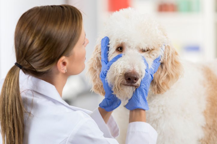 Dog Eye Infection: Symptoms and Treatment - Parkway Veterinary ...