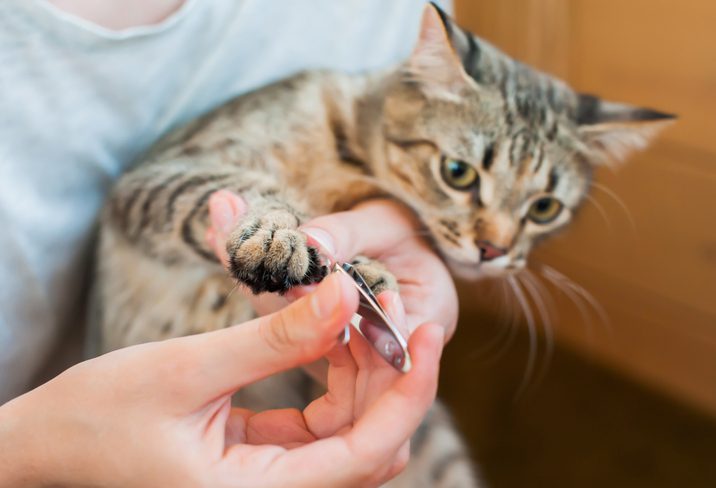 Why Is My Cat Limping? - Parkway Veterinary Emergency Clinic