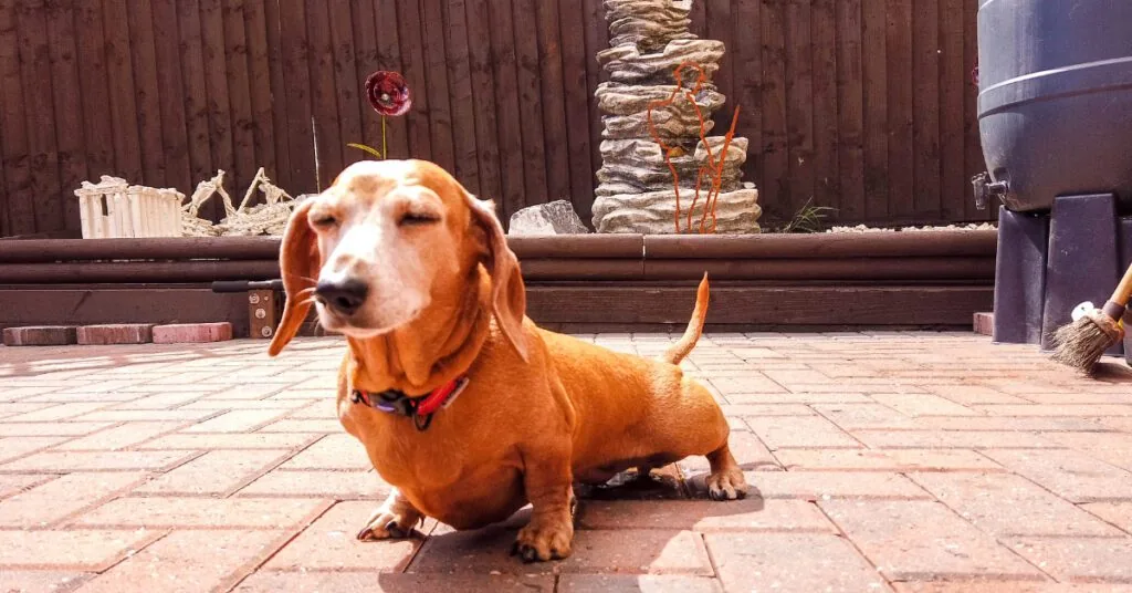 Dog Urinary Tract Infection: Signs, Treatment, and Prevention - Parkway ...